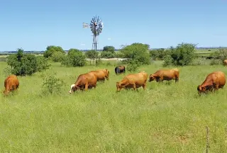 Beefmaster - PressReader