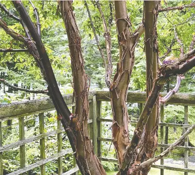 PLANTS FOR YOUR WINTER GARDEN standard would be paperbark maple, a ...