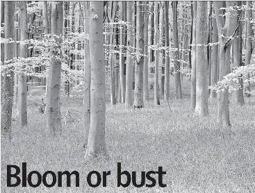 Bloom or bust - PressReader