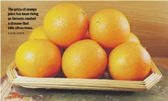 Citrus disease behind scarcity of oranges, rise in price of juice ...
