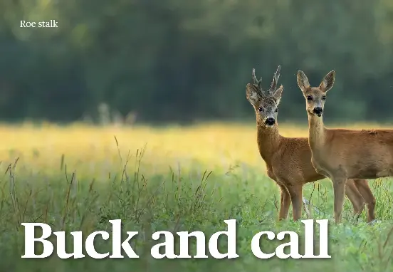 Buck and call - PressReader