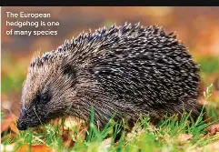 What’s the world’s oldest hedgehog? - PressReader