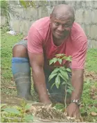USP replants trees damaged by cyclone - PressReader