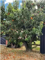 A VERY POPULAR TREE - PressReader