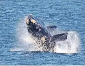 Majestic whales sighted at Hermanus - PressReader