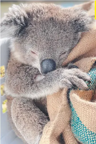 COVID EXPERT FIGHTS FOR KOALAS - PressReader