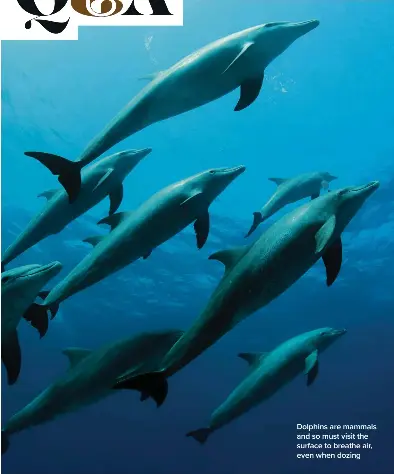 How do dolphins sleep underwater? - PressReader