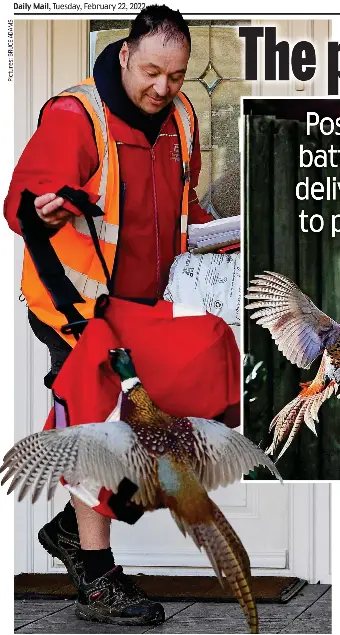The pheasant’s revolt! - PressReader