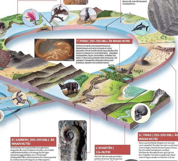 Vad berättar fossilerna? - PressReader