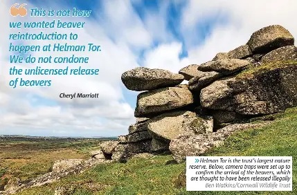 Beavers’ arrival at moorland nature reserve leaves trust experts ...