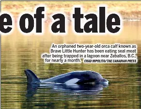 It’d be whale of a tale - PressReader