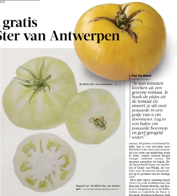 Kweek vergeten tomaat ‘Witte Ster van Antwerpen’ met gratis zaadjes ...