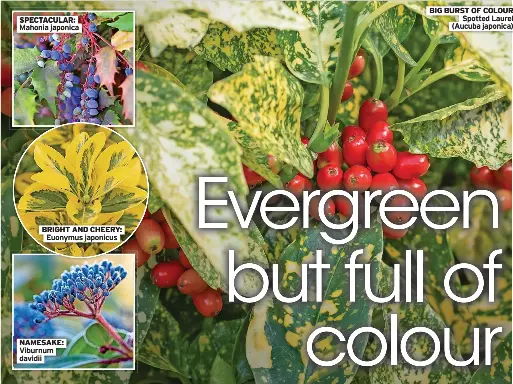 Evergreen but full of colour - PressReader