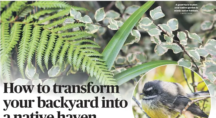 How to transform your backyard into a native haven - PressReader