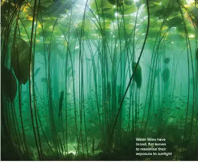 How are plants able to breathe underwater? - PressReader