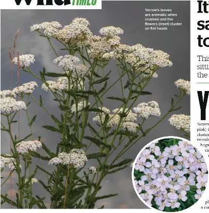 It’s time to say hello to yarrow - PressReader