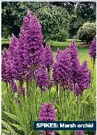 Midsummer MARVELS - PressReader