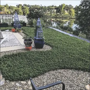 Gone viral: ‘Miniclover’ is a top trending grass alternativ­e for yards across America - PressReader