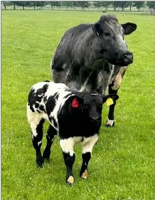 Coul calves bound for Stars - PressReader