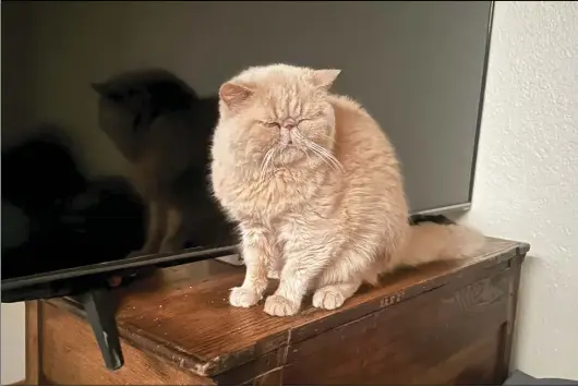 How a cat named Pudge became a college football sensation - PressReader