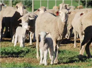 Beskerm jou skaapkudde met Multivax-P Plus, ’n gekombinee­rde 7-in-1 ...