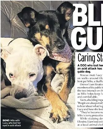 Blind dog guide dog - PressReader