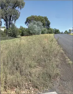 Taming the strip - PressReader