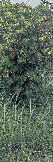 La misteriosa lengua de los taushiro, a punto de extinguirs­e “Todo ...