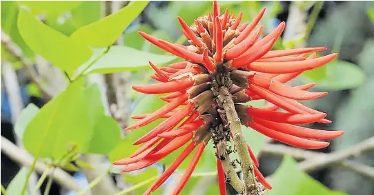 Pemuches Flor Milenaria De La Huasteca Potosina Pressreader