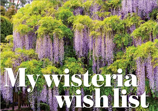 My wisteria wish list - PressReader