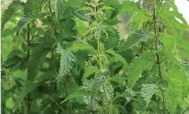 Botanist tells how nettles helped solve Soham murders - PressReader