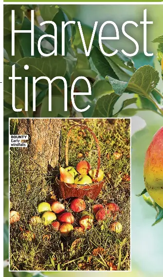 Harvest time - PressReader
