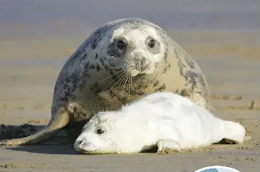 THE LIFE CYCLE OF A NORFOLK SEAL - PressReader