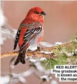 Kernel of hope for a rare visit - PressReader