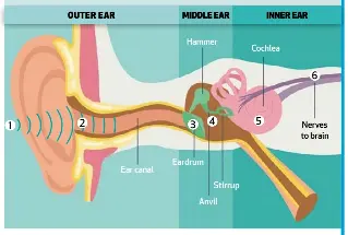 HOW DO WE HEAR SOUND? - PressReader