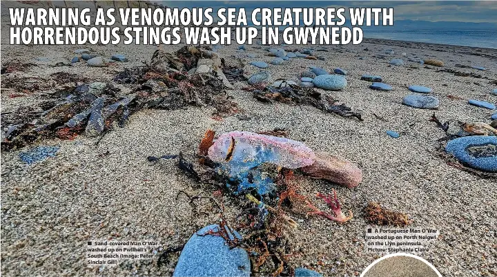 Beauties with a bite - PressReader