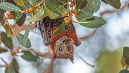 Bats do remember - PressReader