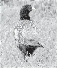 Our Outdoors with Simonson: Roosters & Rain - PressReader