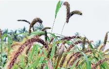 Removing bran on millets reduces the benefits of eating them: study ...