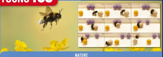 NATURE Playful insects like to have fun - PressReader