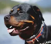 New injectable vaccine is huge relief - PressReader