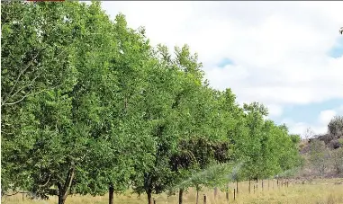 Pekanneute bring goeie geld vir aftrede - PressReader