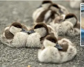 Driver ducks out for rescue - PressReader