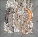 Reptiles seized in traffickin­g scheme - PressReader