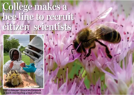 College makes a bee line to recruit citizen scientists - PressReader