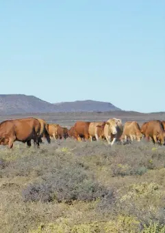 Cattle farming basics: Sweetveld vs sourveld, and how to get the best ...