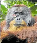 ORANGUTAN OBSERVED TREATING A WOUND; SCIENTISTS INTRIGUED - PressReader