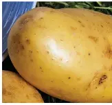 Now that really is a posh potato - PressReader