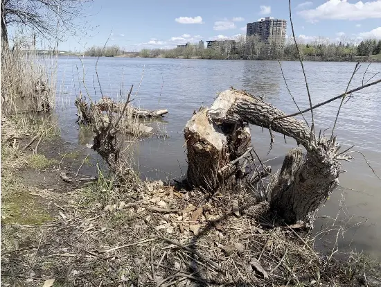 Les castors sont toujours aussi actifs dans Verdun - PressReader