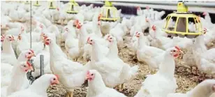 Cosatu joins calls for VAT-free chicken prices - PressReader
